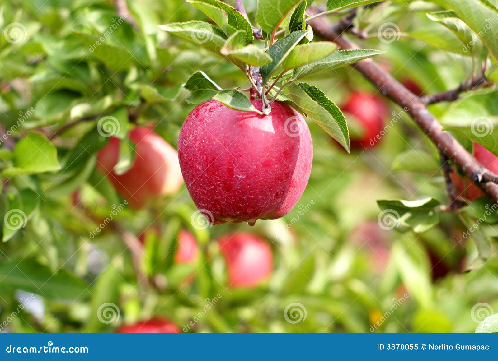 Manzana red delicious imagen de archivo. Imagen de maduro - 3370055