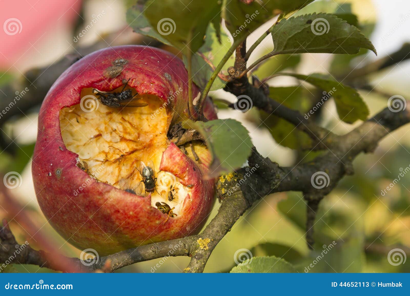 Manzana repugnante imagen de archivo. Imagen de concepto - 44652113