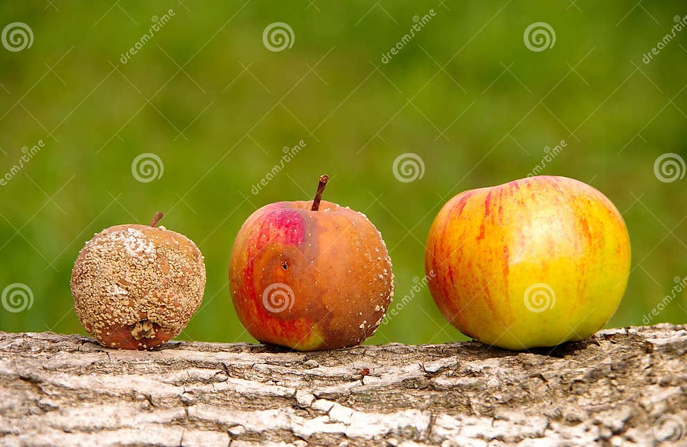 Manzana sana y putrefacta foto de archivo. Imagen de travieso - 33369406