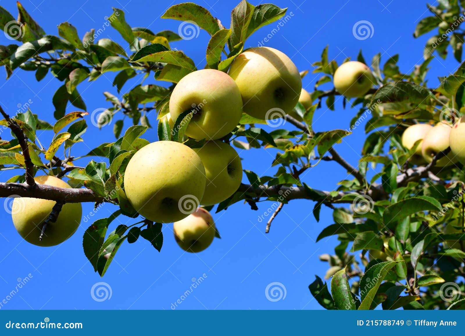 Manzanas imagen de archivo. Imagen de azul, delicioso - 215788749