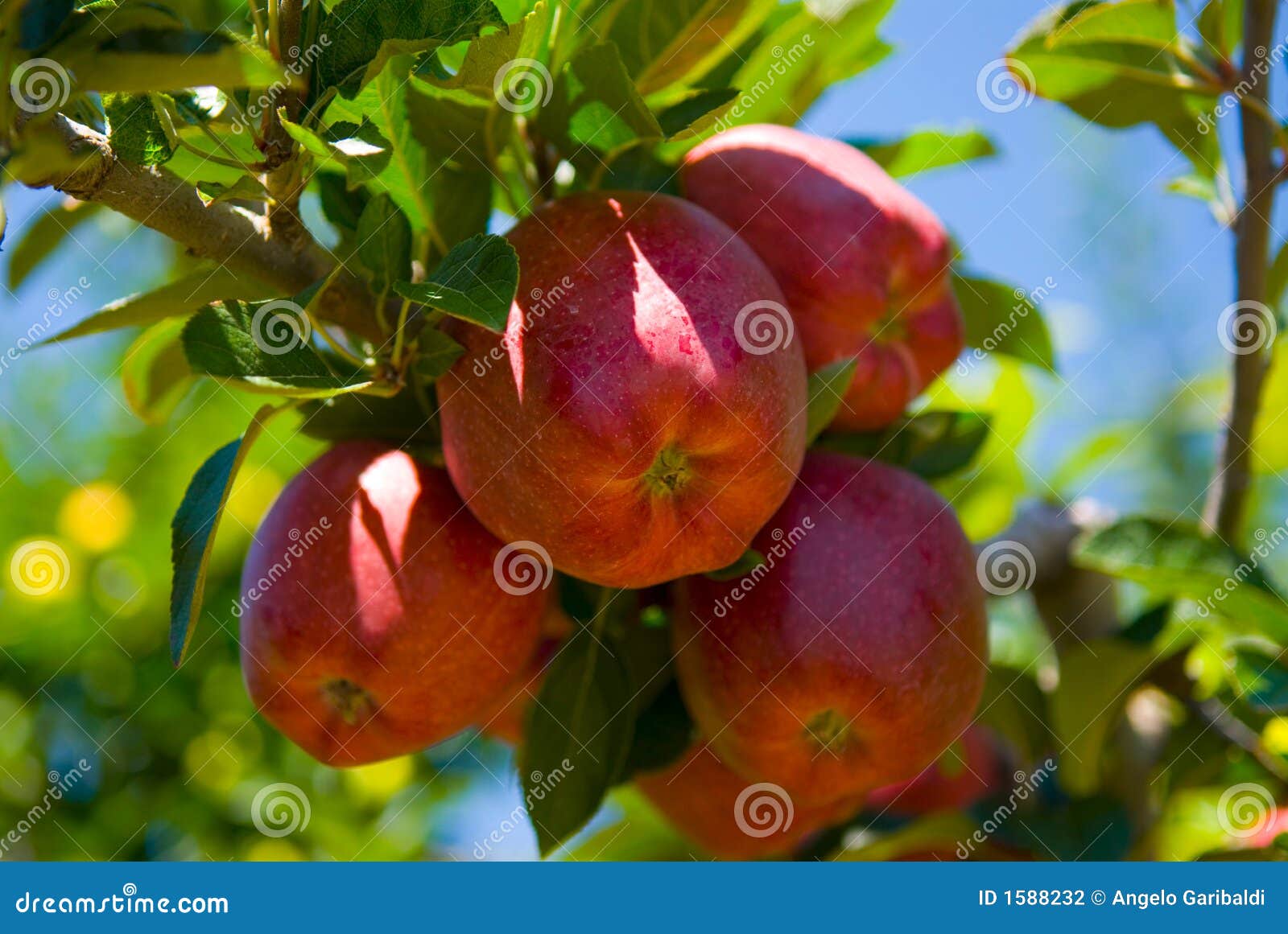 Manzanas En árbol Fotografía de archivo - Imagen: 1588232