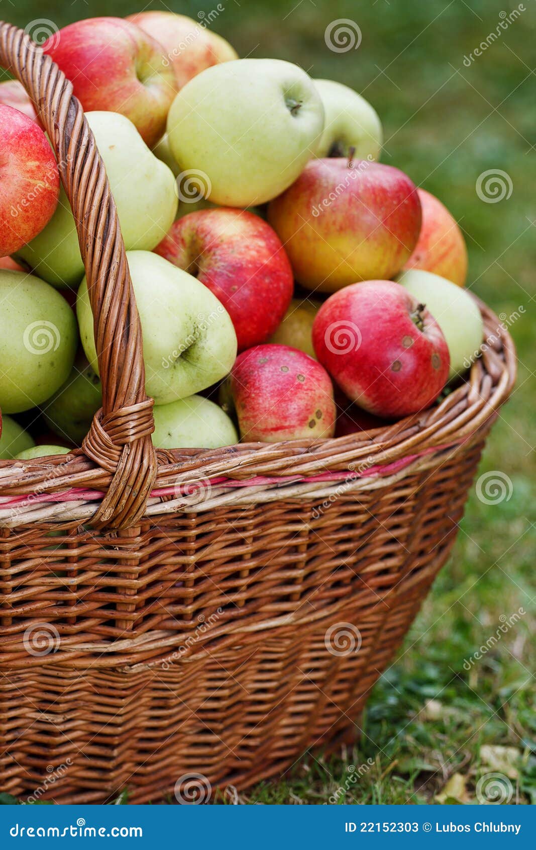 Manzanas en cesta imagen de archivo. Imagen de hojas - 22152303