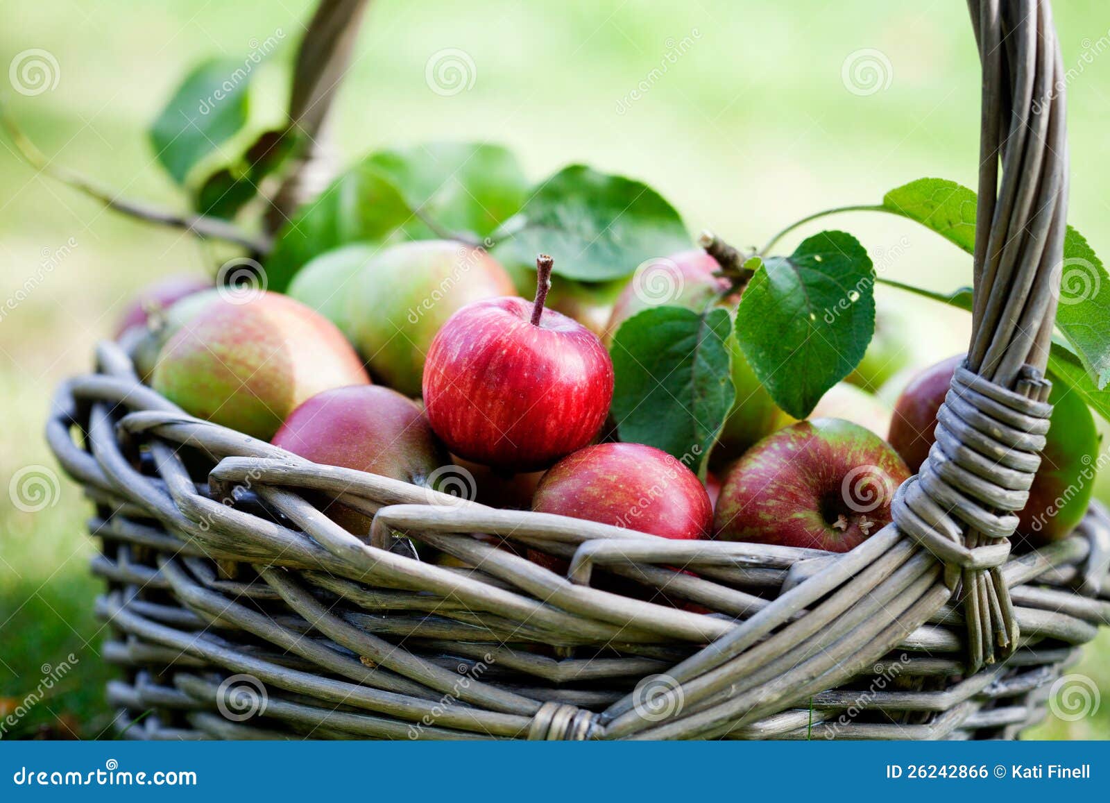 Manzanas en cesta foto de archivo. Imagen de delicioso - 26242866