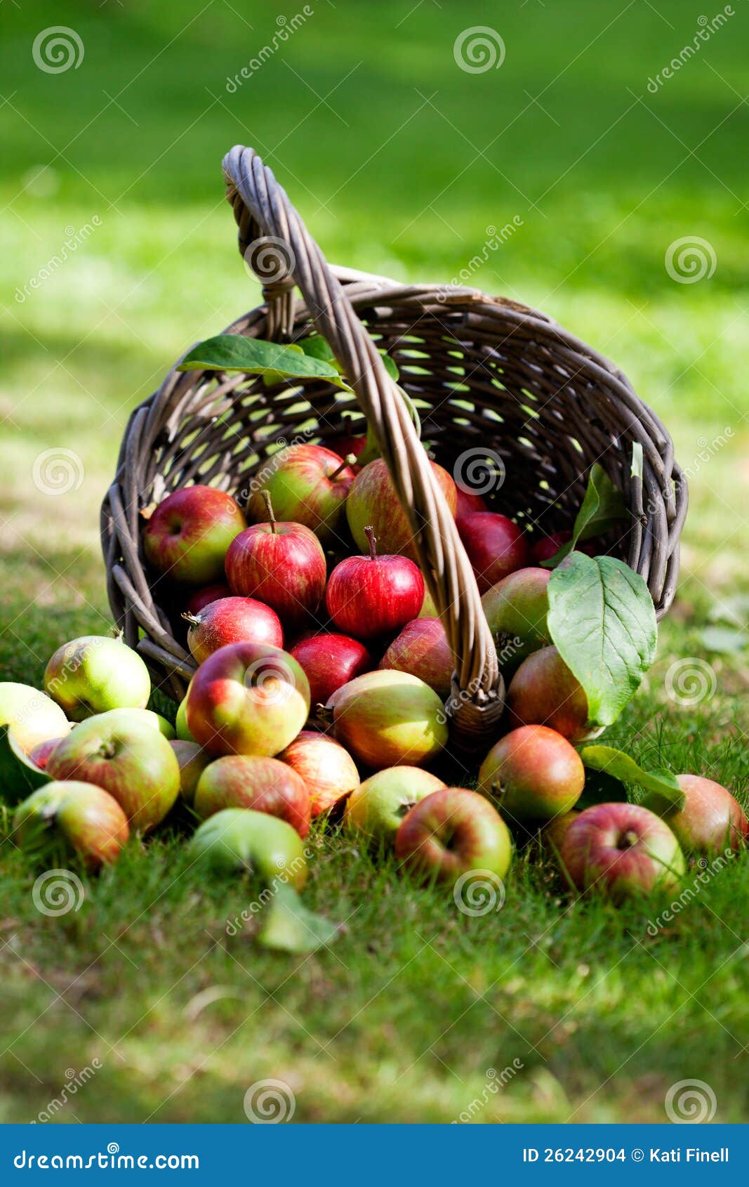 Manzanas en cesta foto de archivo. Imagen de campo, primer - 26242904