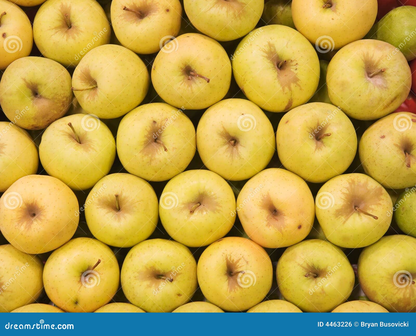 Manzanas "golden Delicious" Foto de archivo - Imagen de salud, filas ...