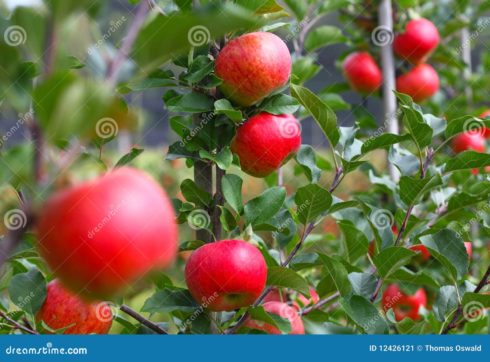 Manzanas rojas imagen de archivo. Imagen de jugoso, disfrutar - 12426121