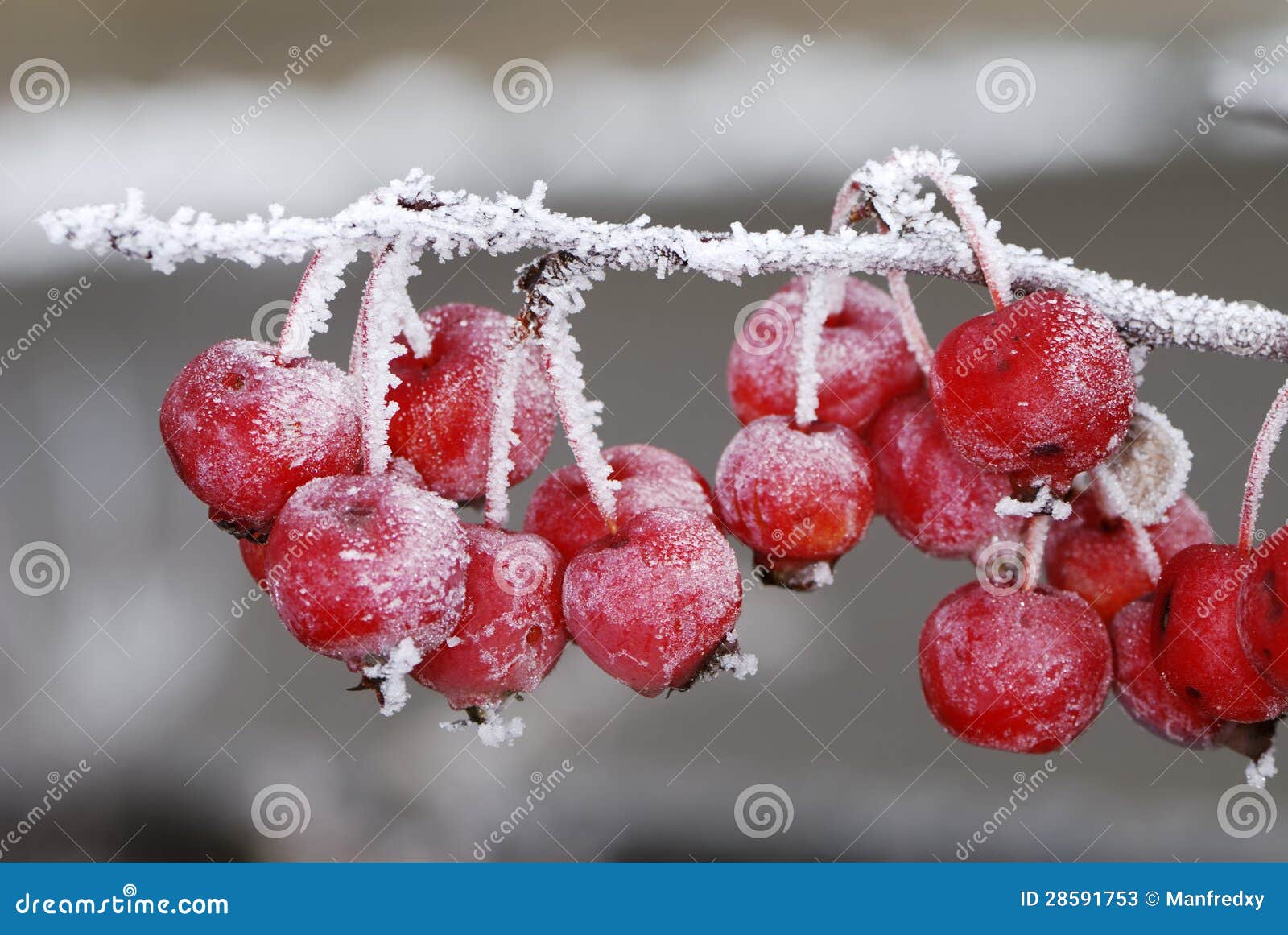 Manzanas rojas congeladas imagen de archivo. Imagen de frialdad - 28591753