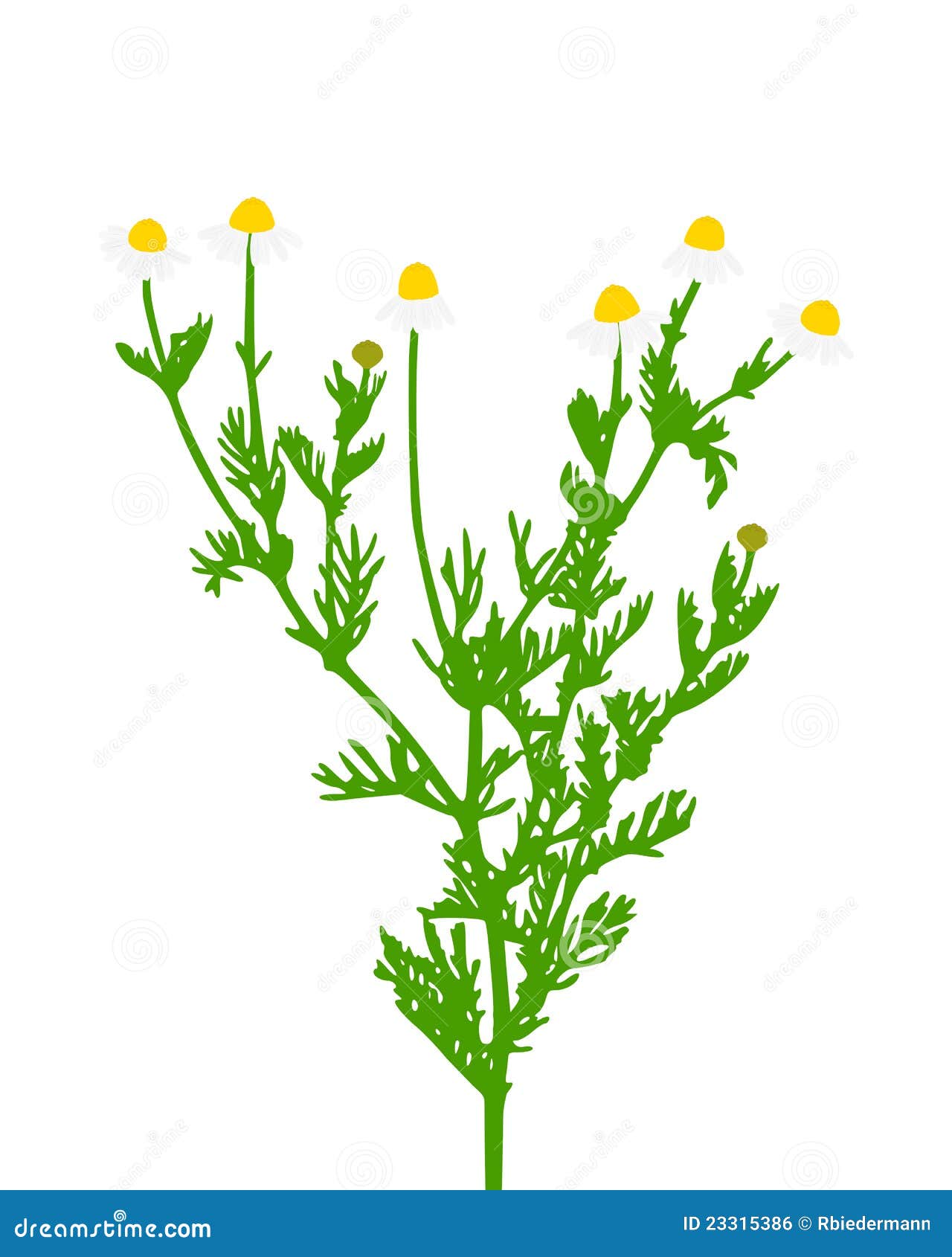 Manzanilla ilustración del vector. Ilustración de amarillo - 23315386
