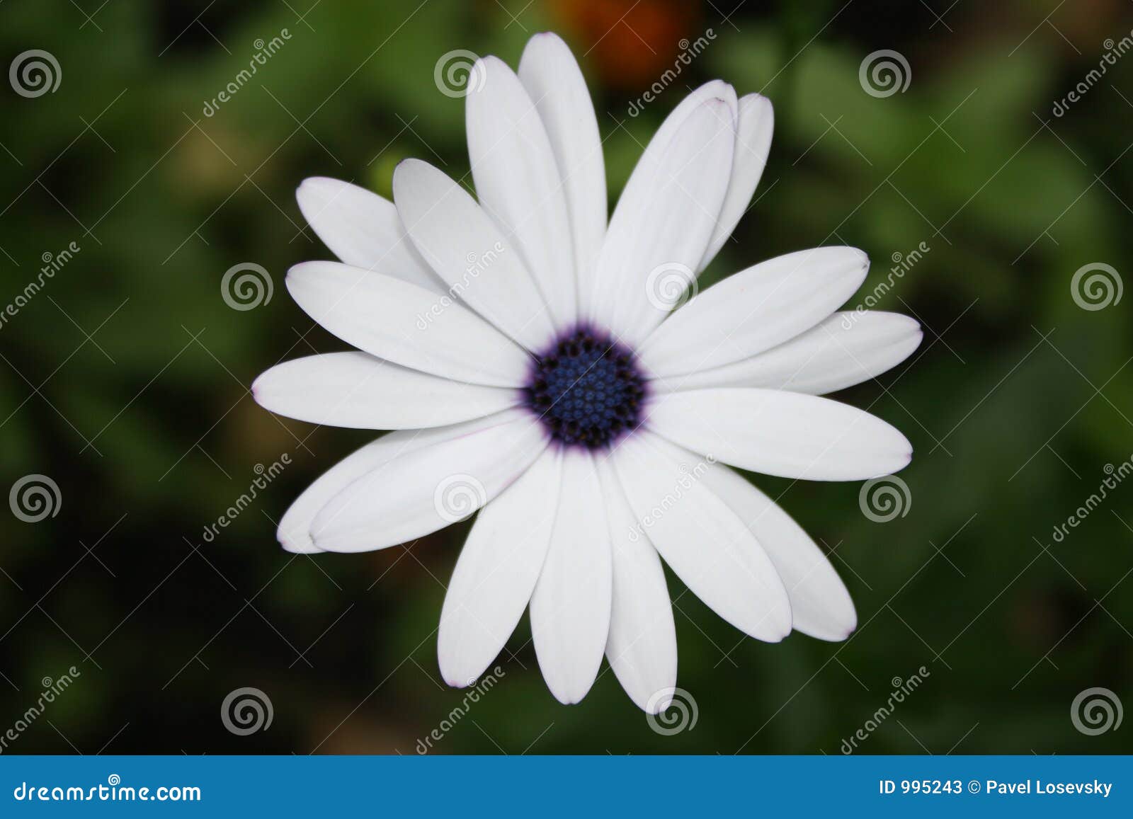 Manzanilla azul imagen de archivo. Imagen de herbaje, médico - 995243