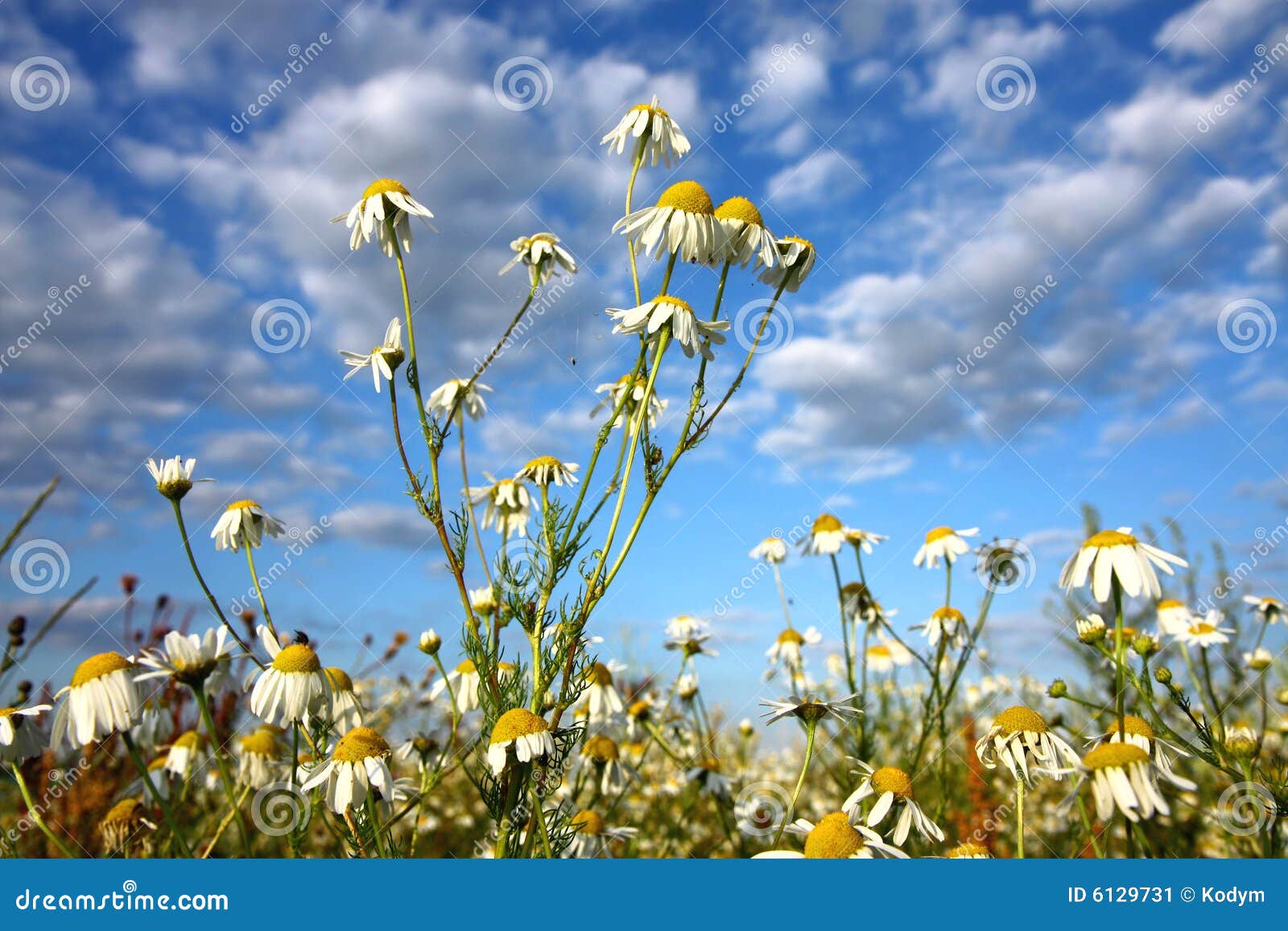Manzanilla En El Cielo Azul Imagen de archivo - Imagen de flor, plantas ...