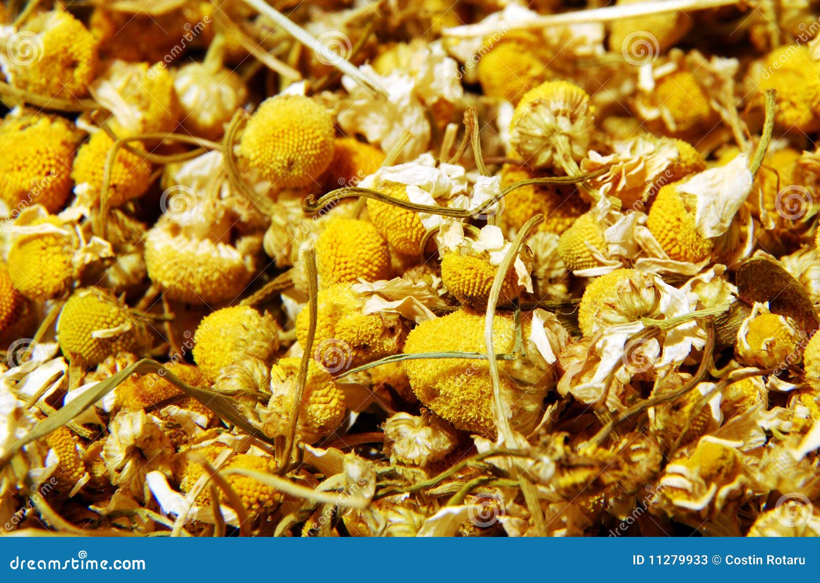 Manzanilla seca imagen de archivo. Imagen de remedio - 11279933