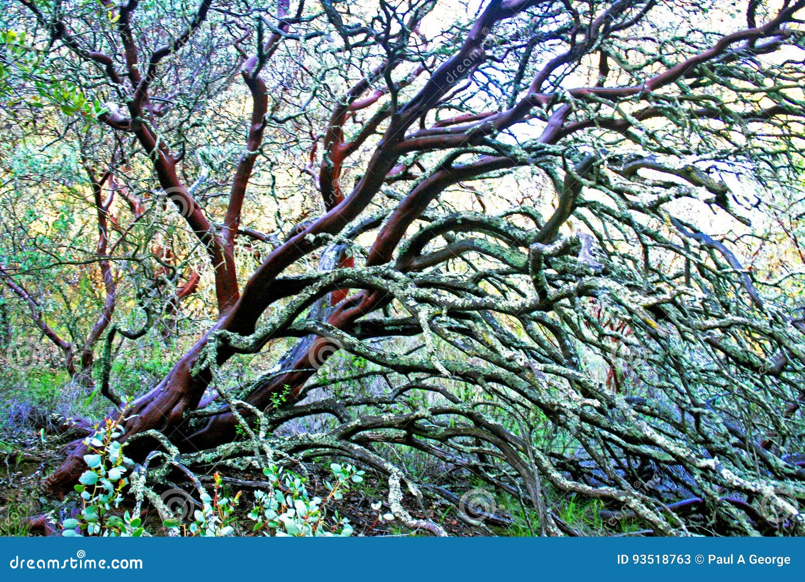 Manzanita stock image. Image of roots, evergreen, chaparral - 93518763