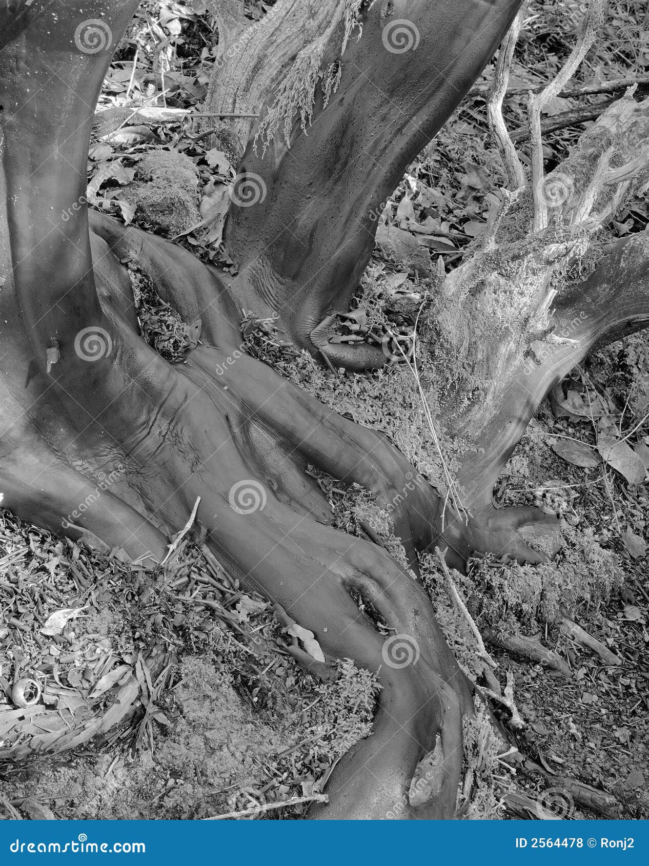 Manzanita tree root stock photo. Image of manzanita, format - 2564478