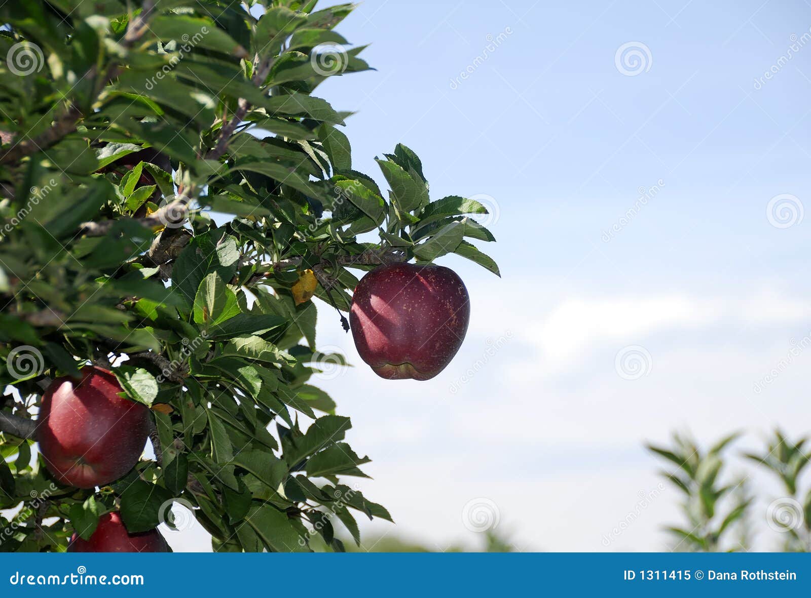 Manzano imagen de archivo. Imagen de cosecha, fruta, cubo - 1311415