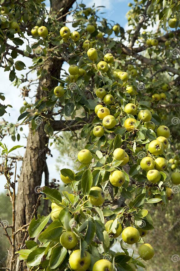 Manzano imagen de archivo. Imagen de producto, agricultura - 17144349