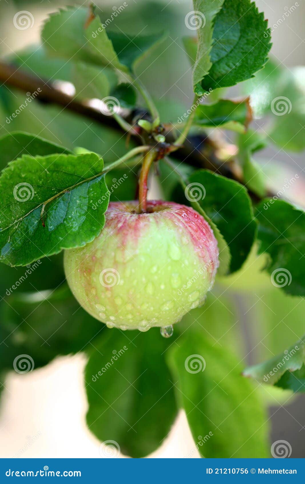 Manzano foto de archivo. Imagen de ingrediente, ingredientes - 21210756