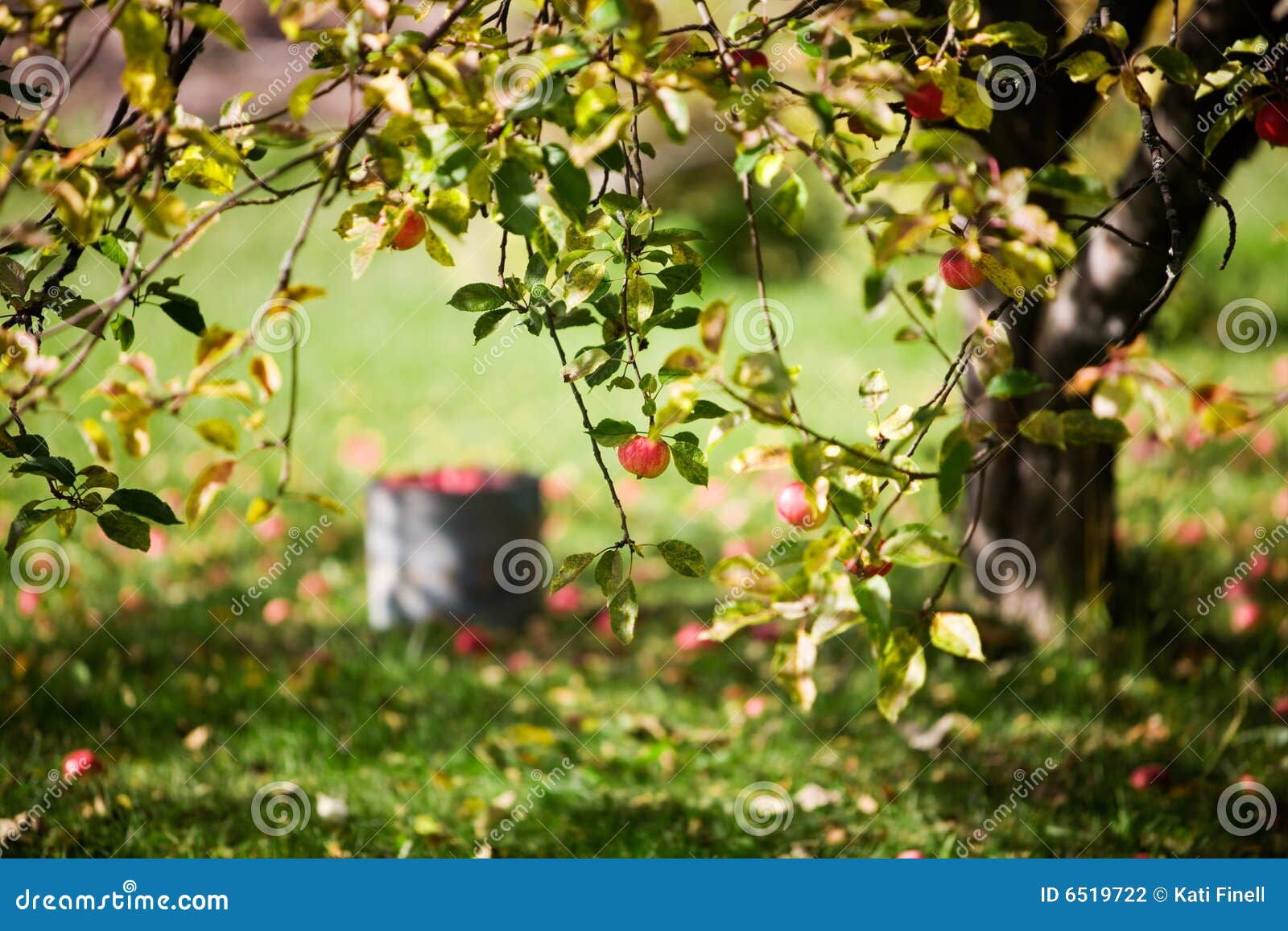 Manzano foto de archivo. Imagen de cubo, delicioso, frutas - 6519722
