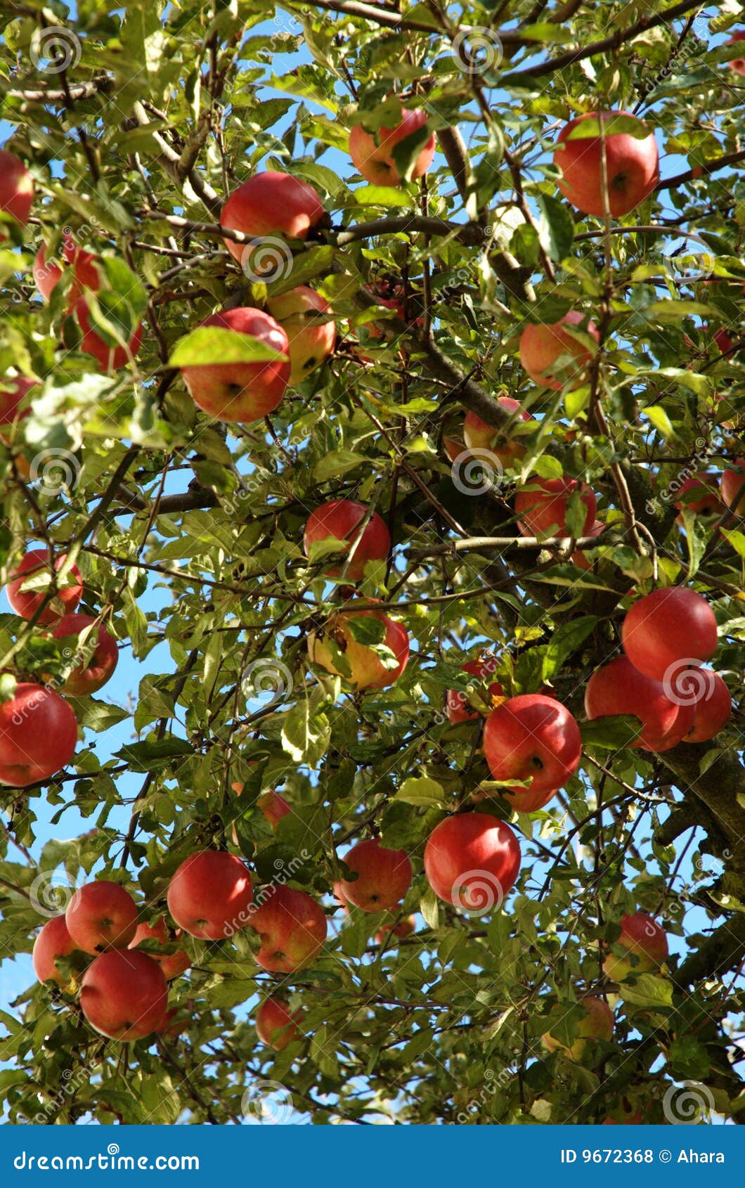 Manzano foto de archivo. Imagen de fondo, crecimiento - 9672368