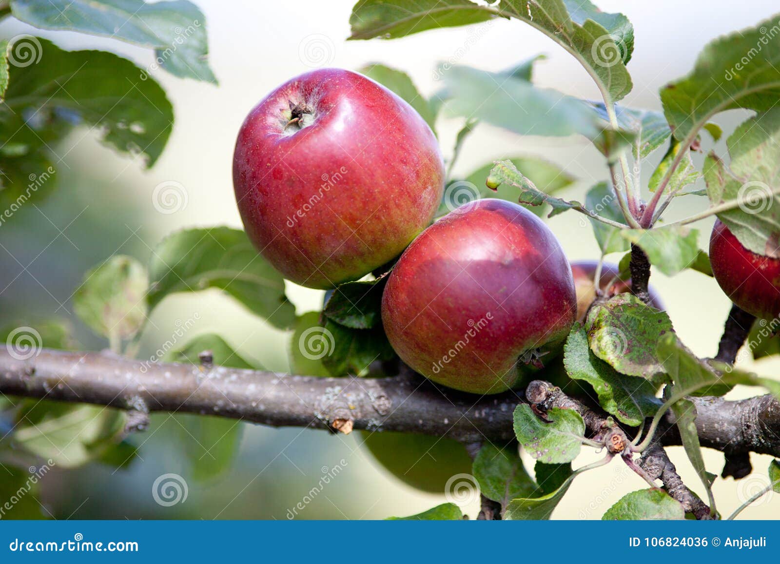 Manzano Con Las Manzanas Rojas Foto de archivo - Imagen de maduro ...