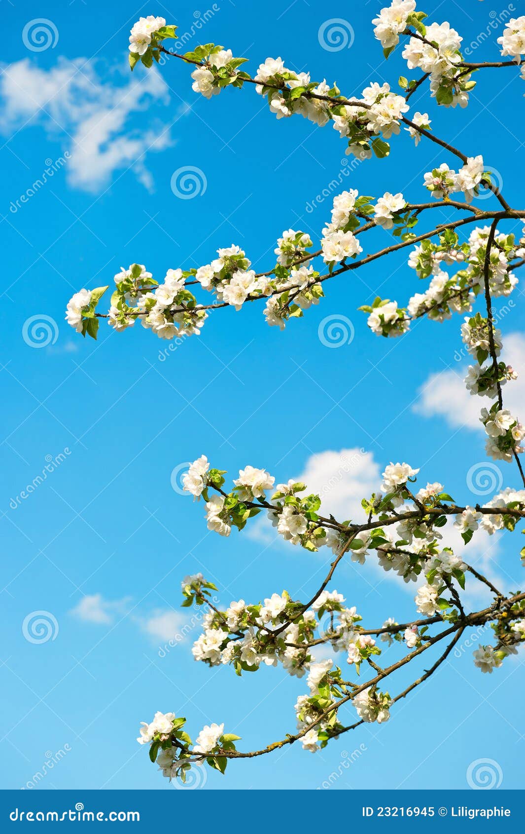 Manzano Floreciente Sobre El Cielo Azul Imagen de archivo - Imagen de ...