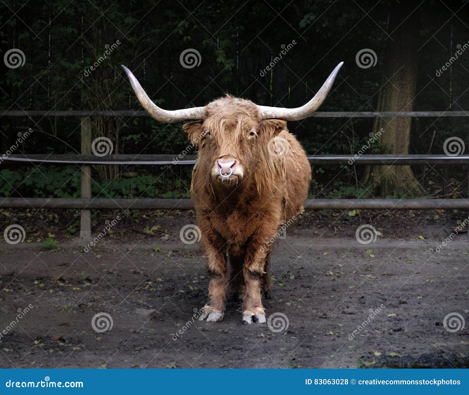 MANZO DELLA MUCCA TEXANA Immagine. Immagine: 83063028