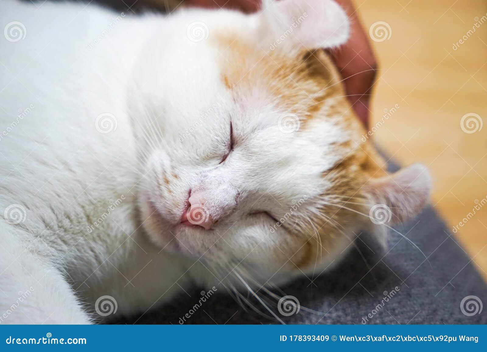Close-up of a Curl Eared Cat Stock Image - Image of kitten, beautiful ...