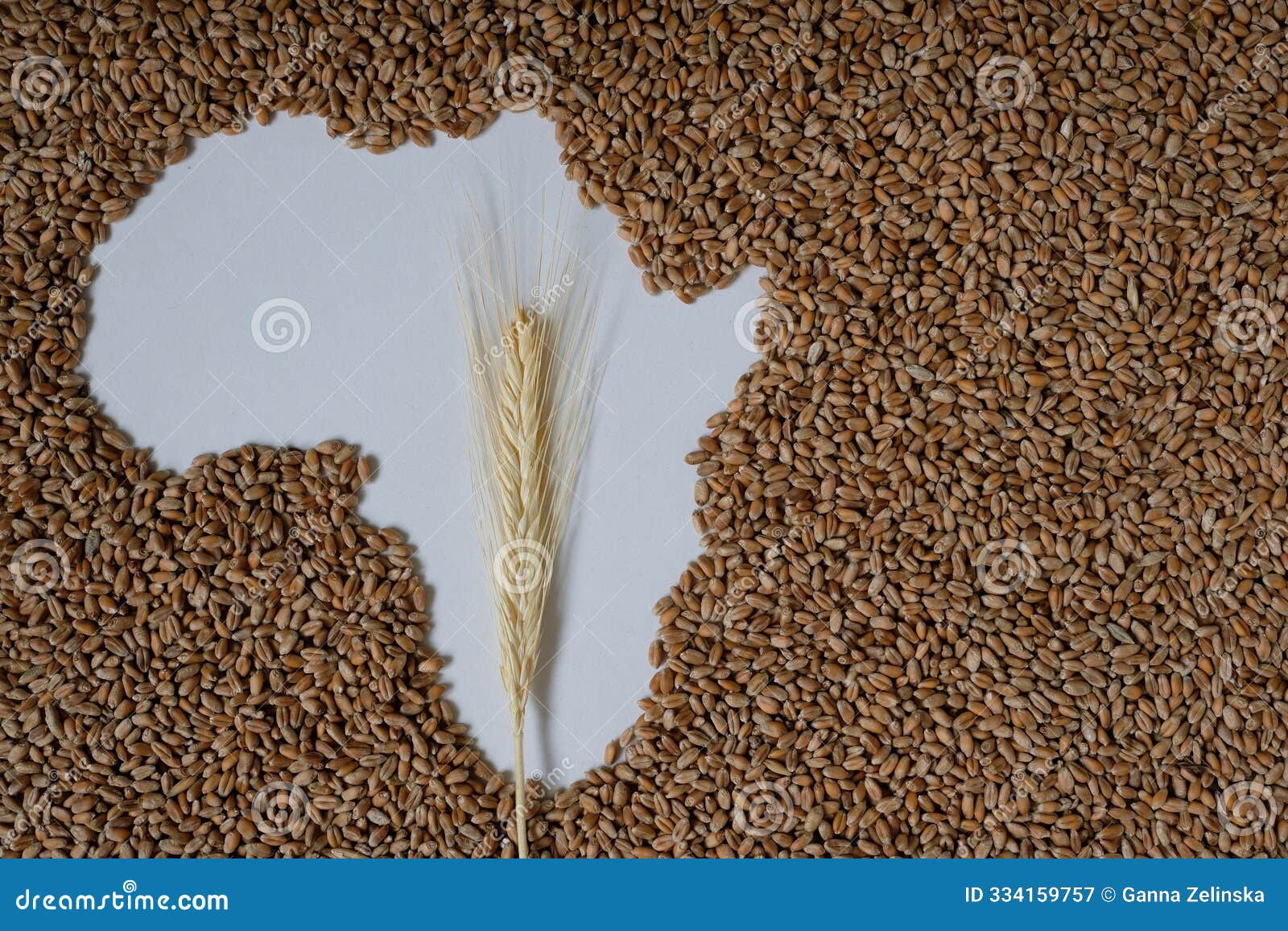 Map of Africa with Wheat Grain. Ear of Wheat or Rye Stock Image - Image ...