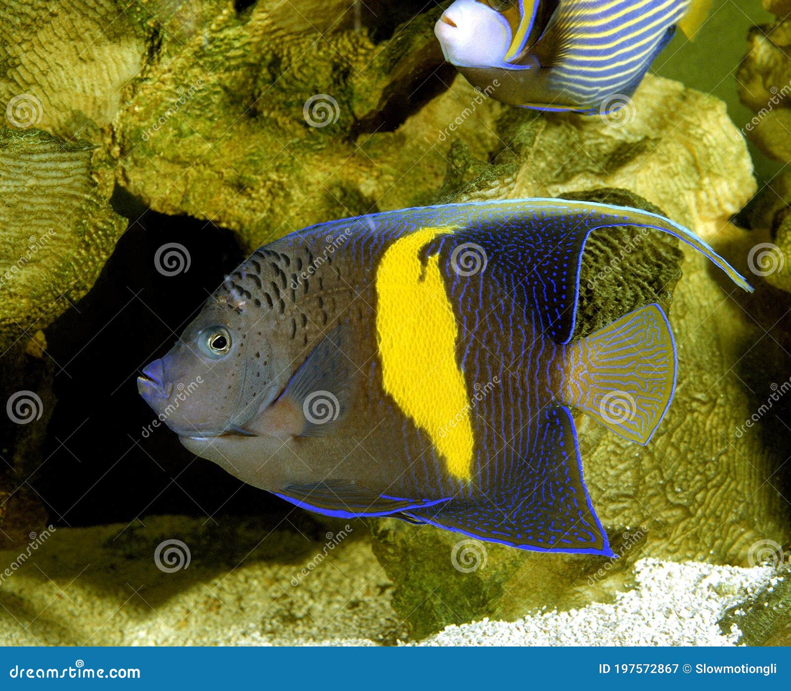Pomacanthus Maculosus Is A Marine Angelfish With Common Names Including ...