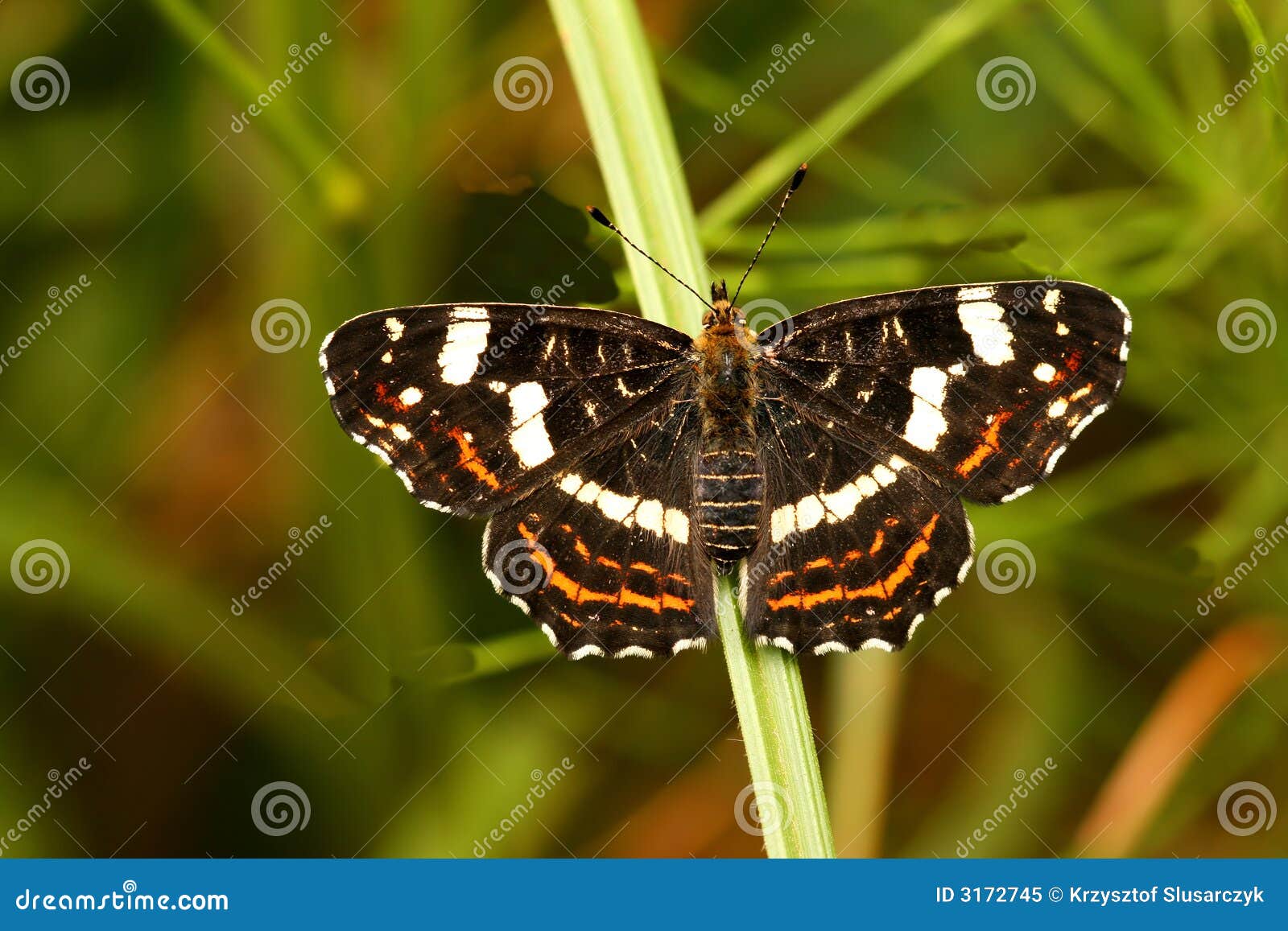 Map Butterfly Picture. Image: 3172745