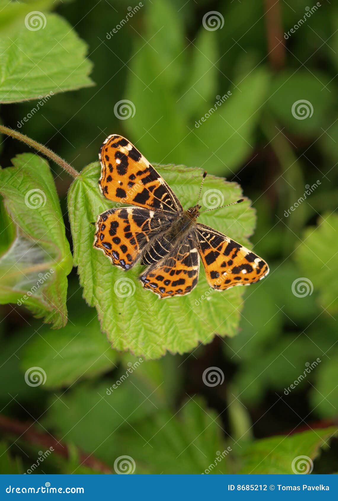 Map butterfly stock photo. Image of leaf, coloured, arthropods - 8685212