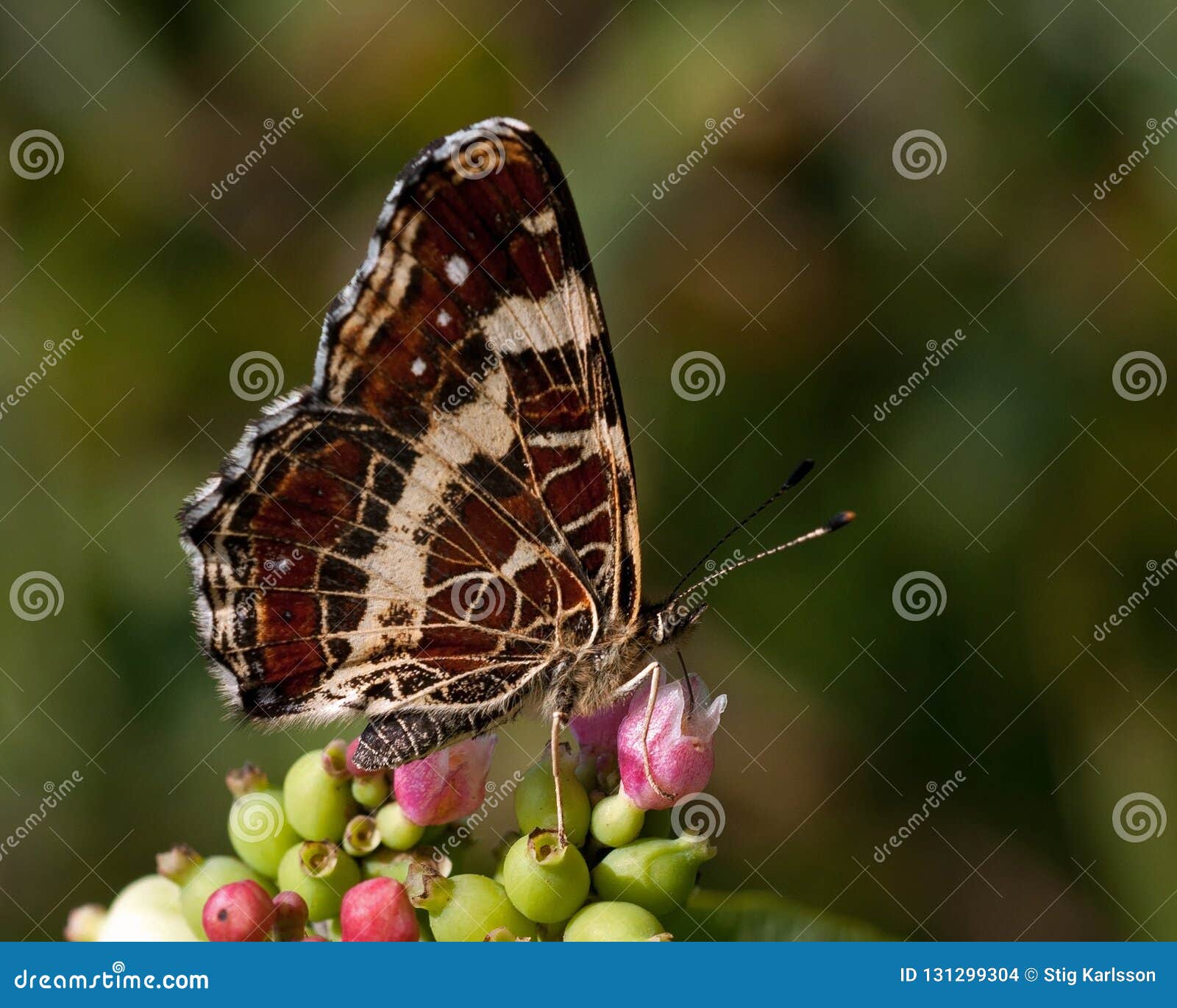 The Map Butterfly, Araschnia Levana Stock Photo - Image of invertebrate ...