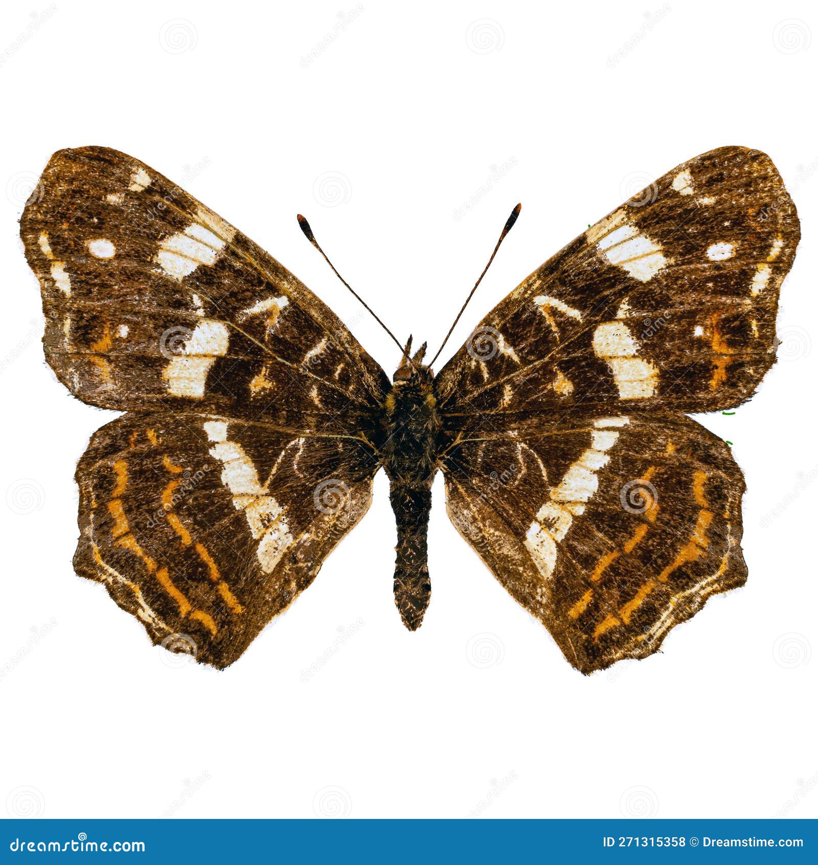 The Map, Araschnia Levana Is A Butterfly Of The Family Nymphalidae. Royalty-Free Stock Image ...