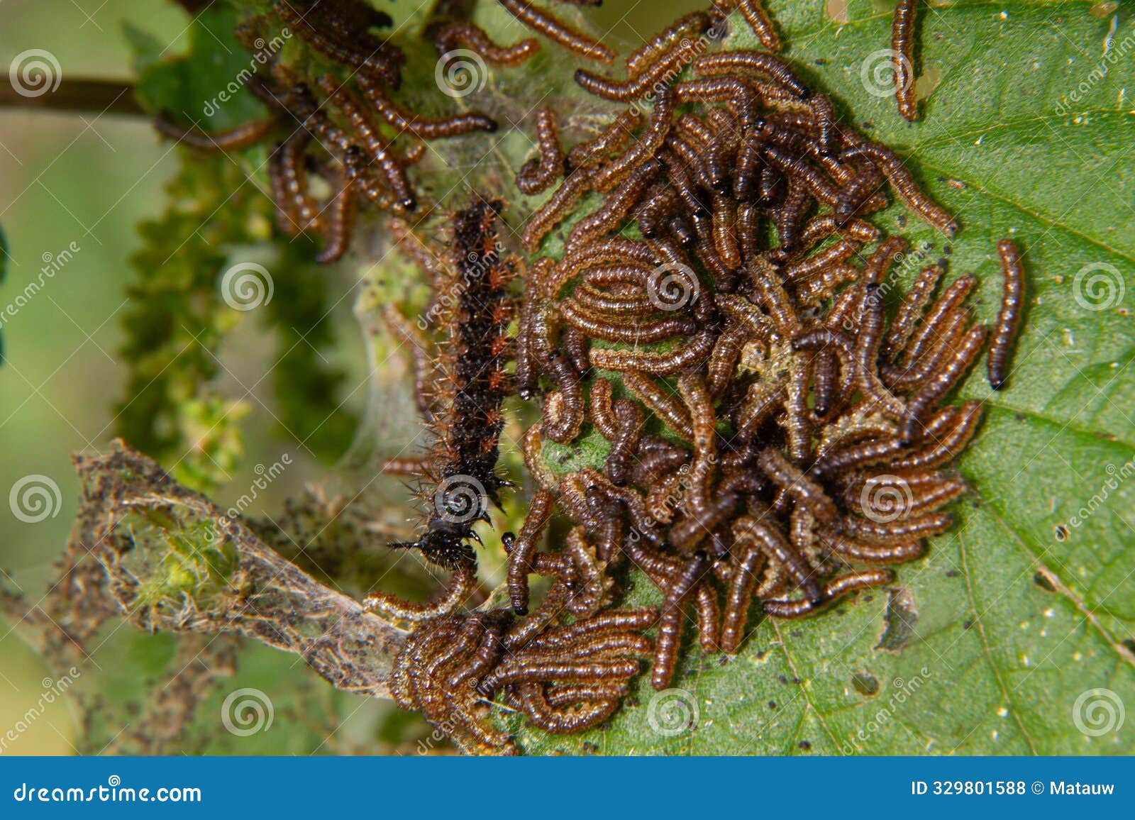 Map Caterpillar among Peacock Caterpillars Stock Photo - Image of ...