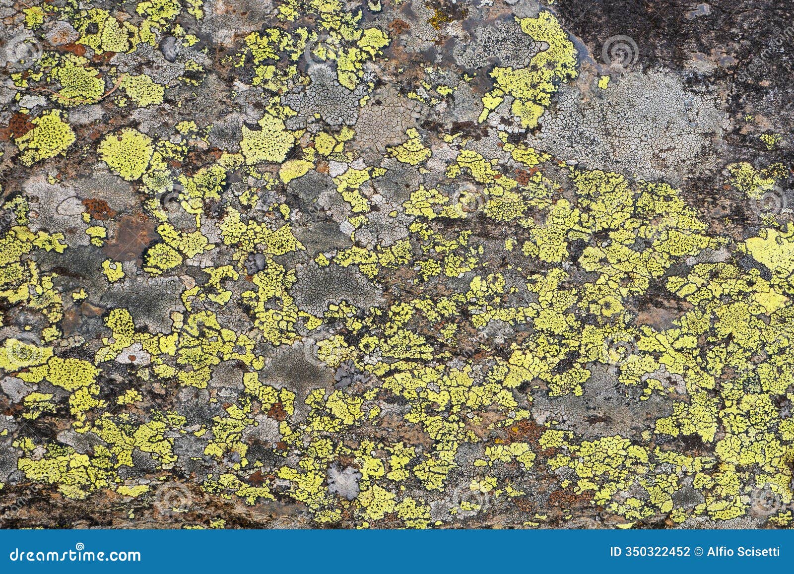 Map lichen stock photo. Image of green, texture, lichen - 350322452