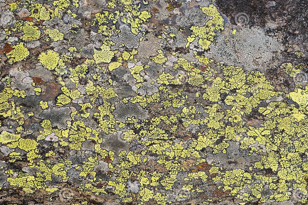 Map lichen stock photo. Image of green, texture, lichen - 350322452