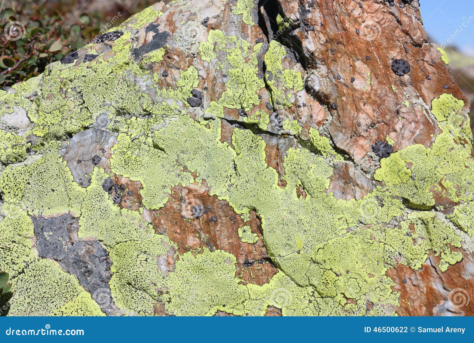 Map Lichen Royalty-Free Stock Image | CartoonDealer.com #46500622