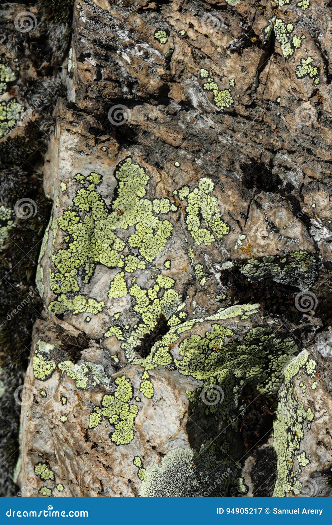 Map lichen stock image. Image of rhizocarpon, algae, texture - 94905217
