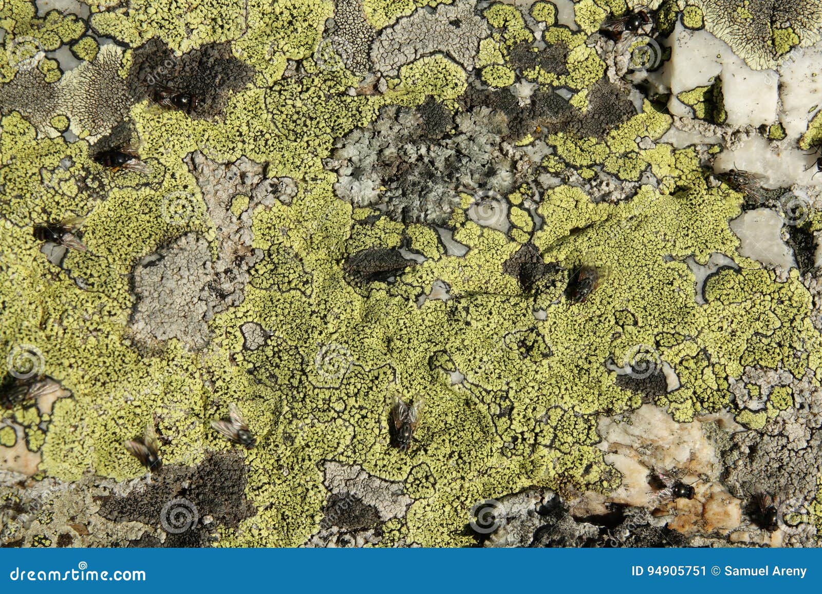 Map lichen stock image. Image of stone, color, mycetes - 94905751