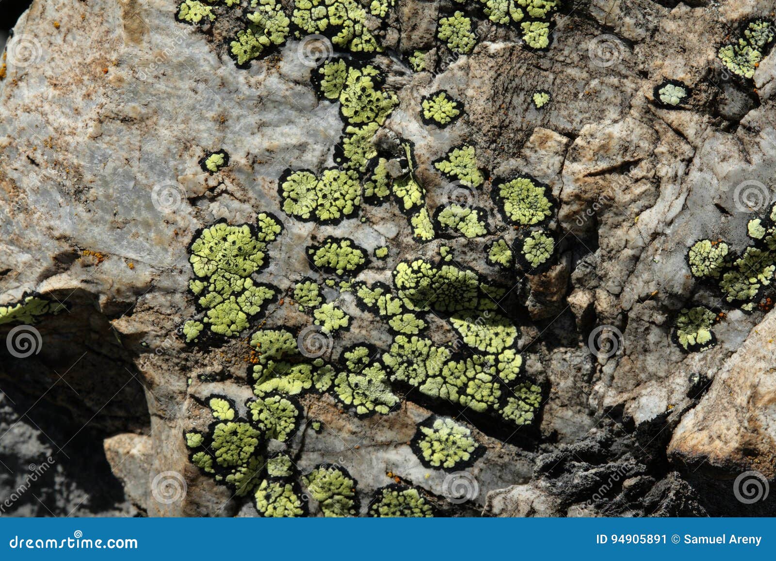 Map lichen stock image. Image of mycetes, alga, ecology - 94905891