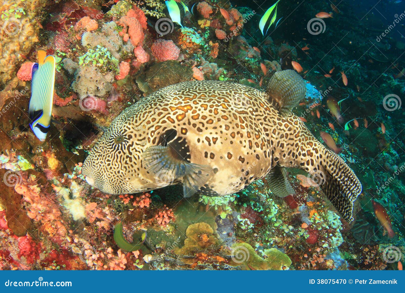 Map puffer stock photo. Image of underwater, watching - 38075470