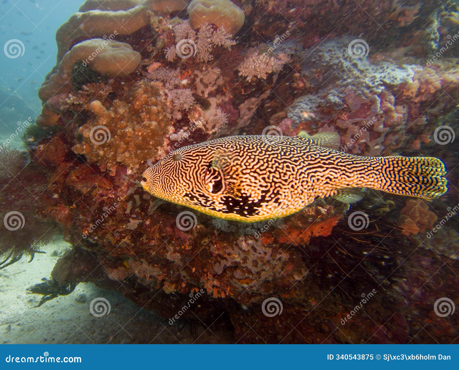 Scribbled Puffer Fish (Arthron Mappa) - Front Face Stock Image ...
