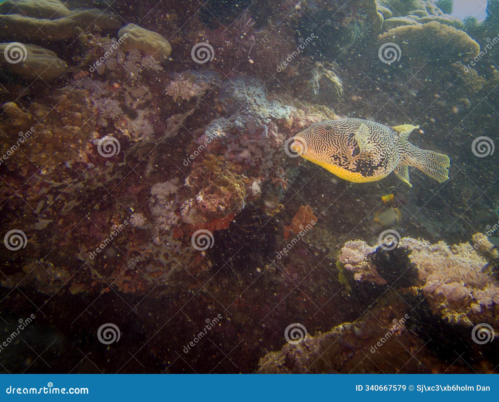 Scribbled Puffer Fish (Arthron Mappa) - Front Face Stock Image ...