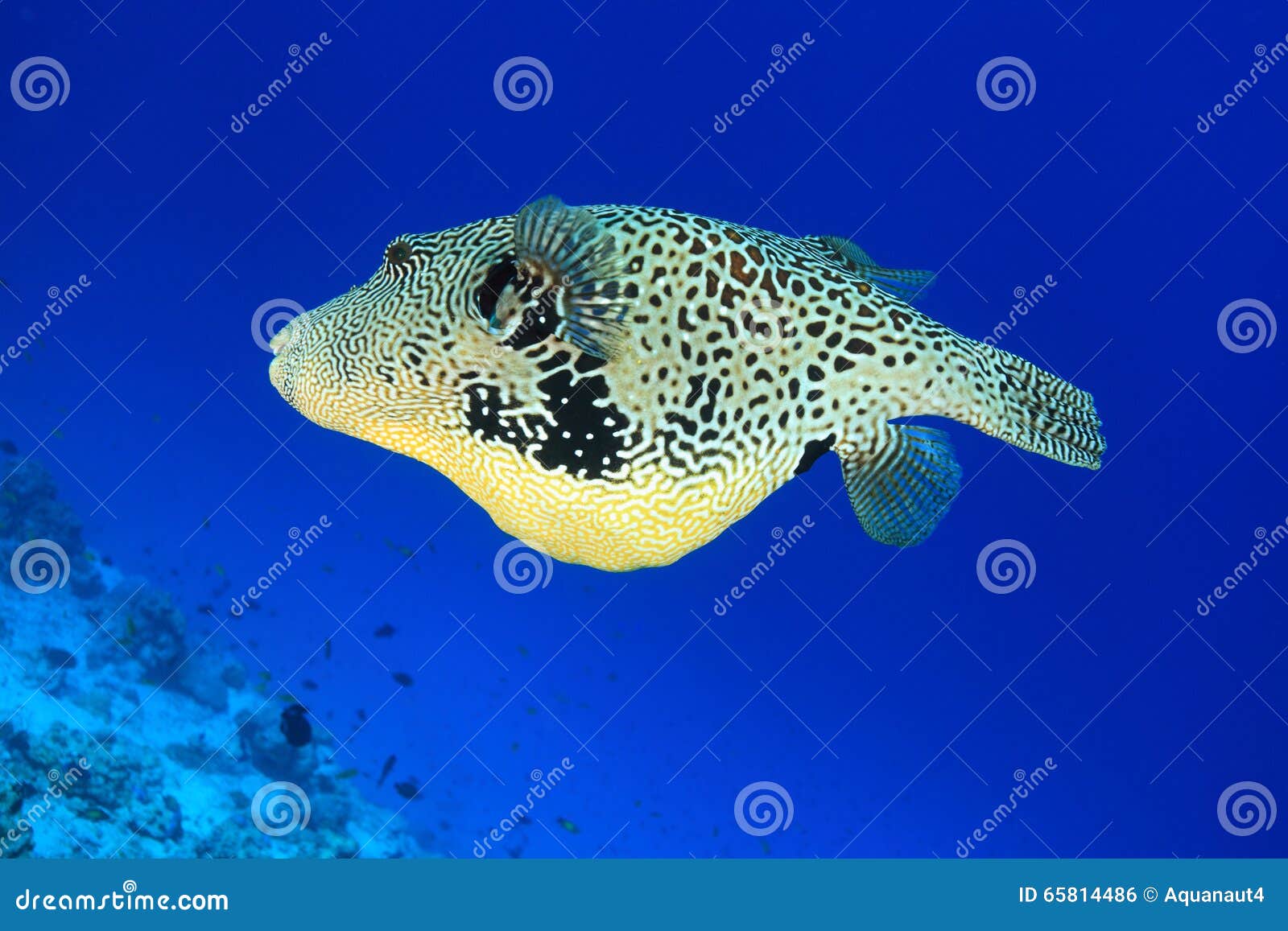 Map pufferfish stock photo. Image of indian, deep, diversity - 65814486