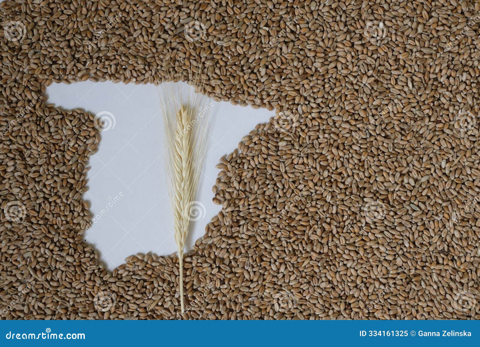 Map of Spain with Wheat Grain. Ear of Wheat or Rye Stock Image - Image ...