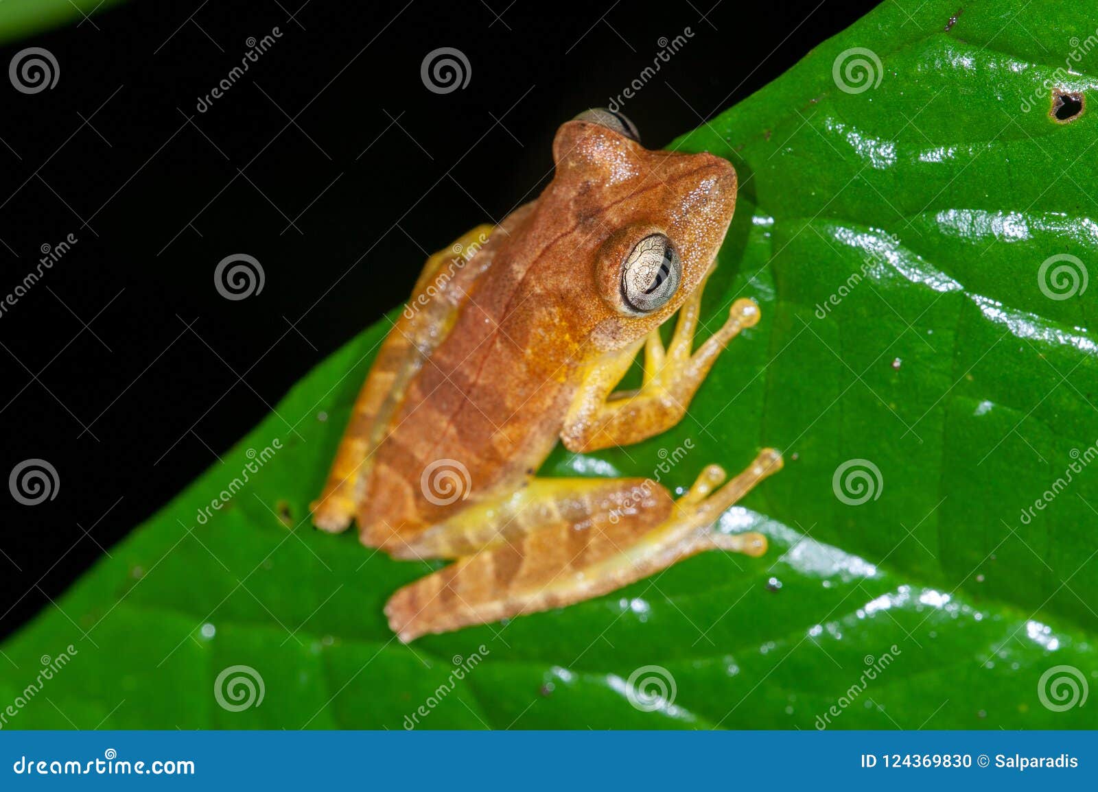 Map Tree Frog stock photo. Image of park, jungle, guiana - 124369830