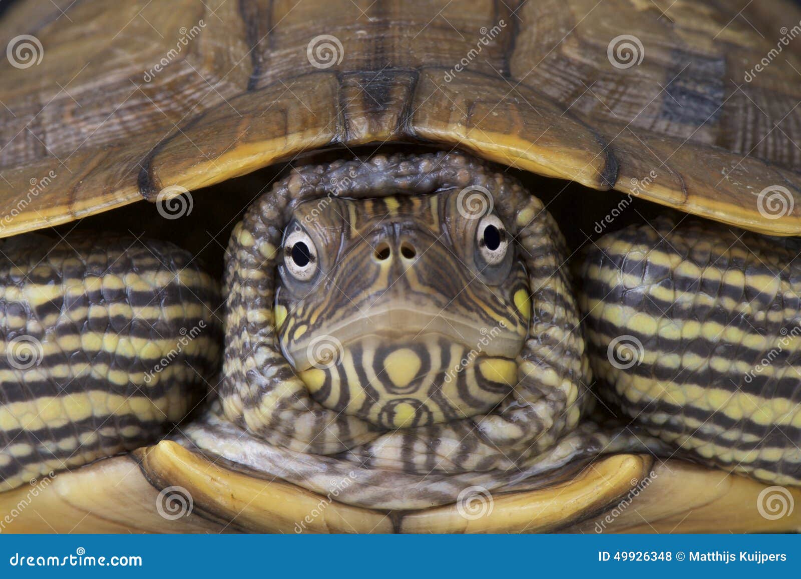 Map Turtle / Graptemys Ouachitensis Stock Photo - Image of found ...