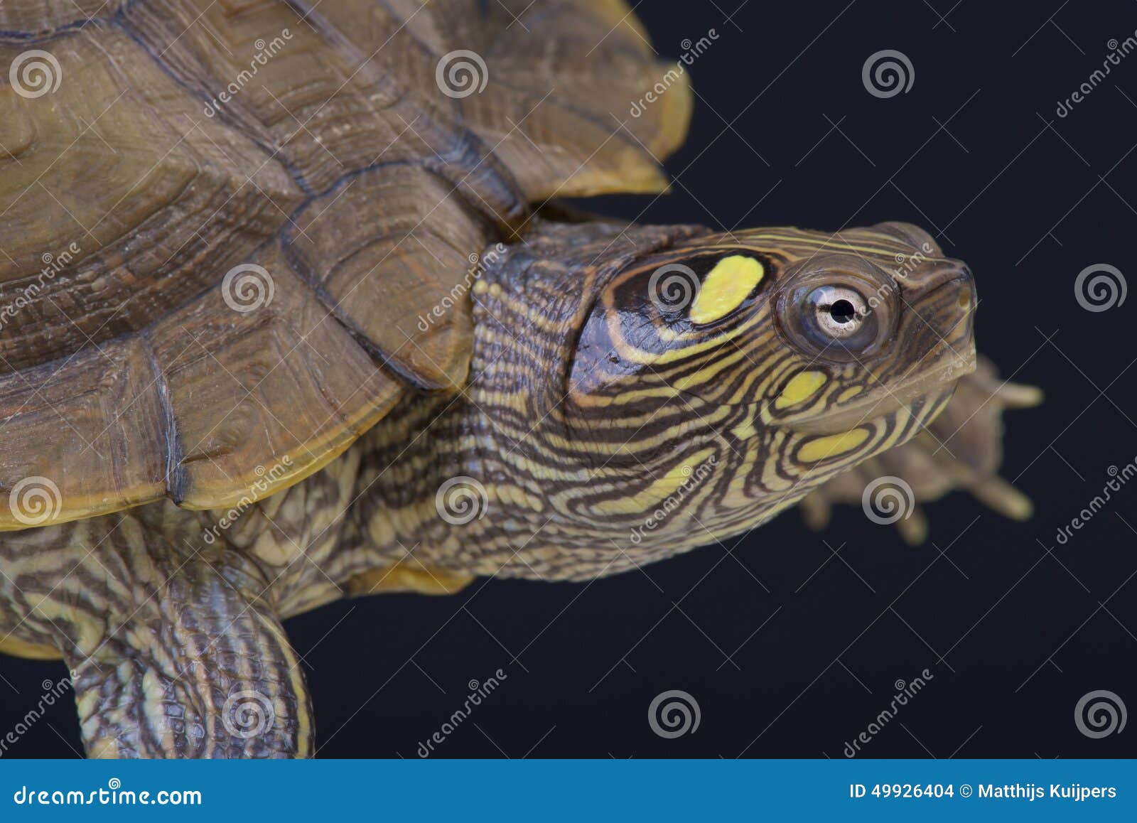 Map Turtle / Graptemys Ouachitensis Stock Photo - Image of brightly ...