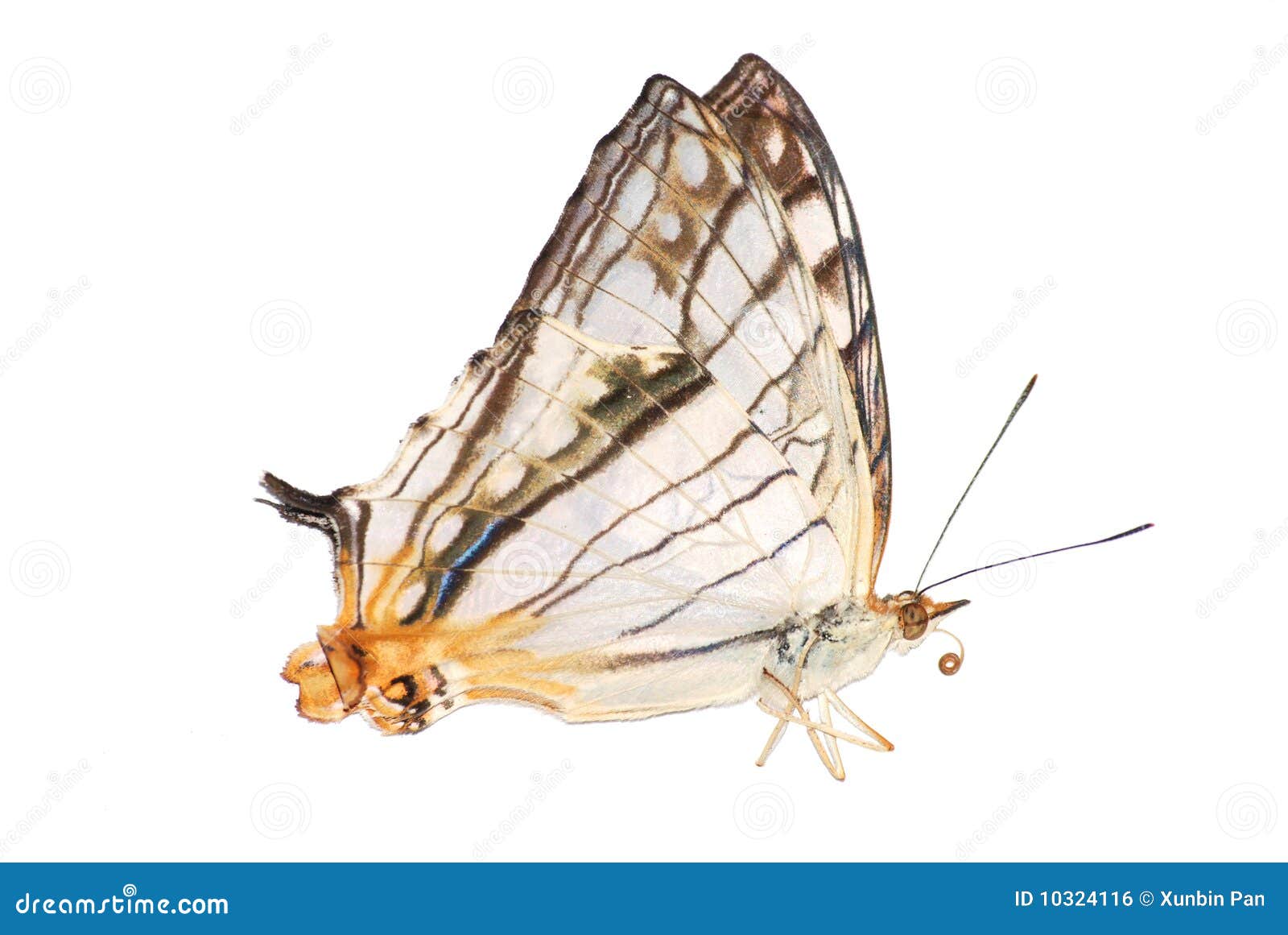 Butterfly - Mapwing (Cyrestis Thyodamas Indica) Royalty-Free Stock ...