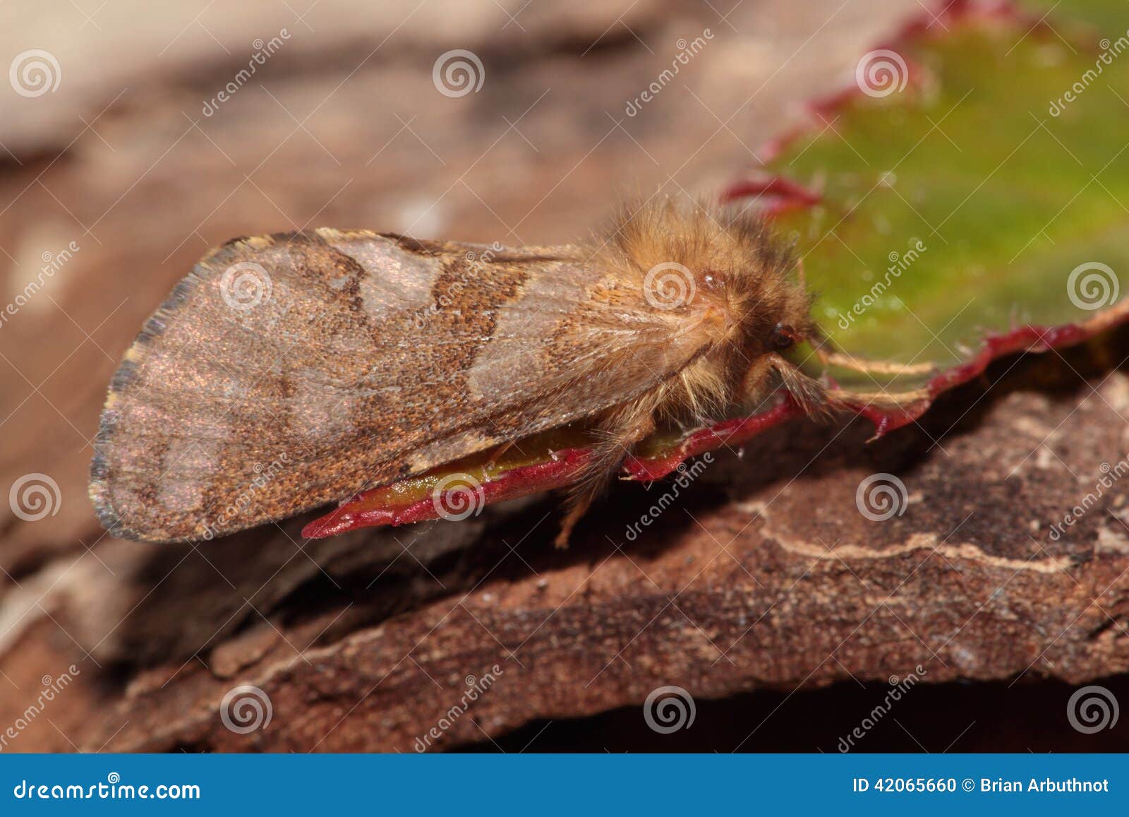 Map Winged Swift Moth Photos - Free & Royalty-Free Stock Photos from ...