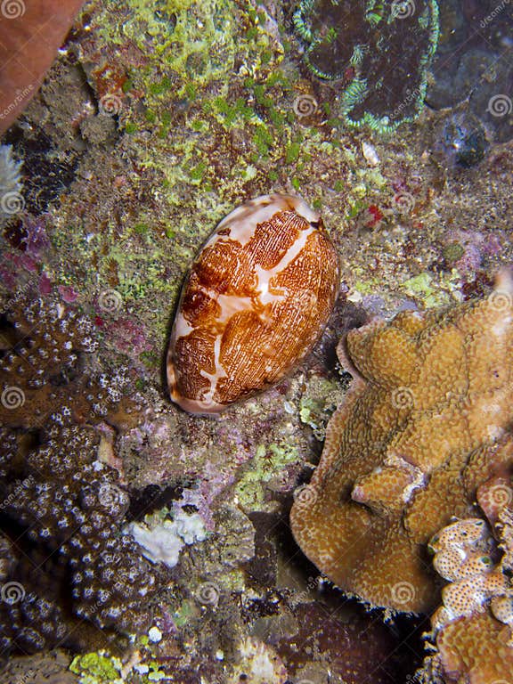 Mapa Cowry1 imagem de stock. Imagem de micro, marisco - 32341523